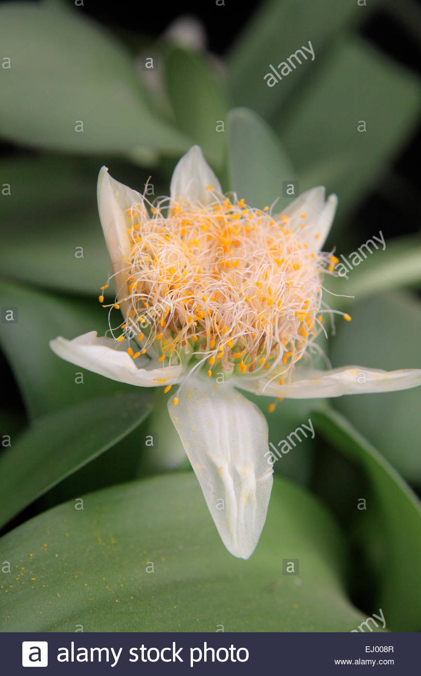 Haemanthus Stock Photos & Haemanthus Stock Images - Alamy