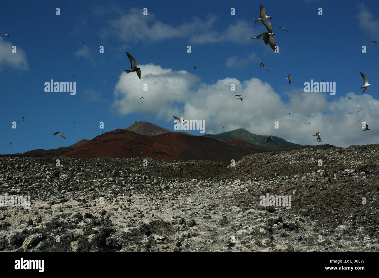 Ascension, Ascension Island, sooty tern, Onychoprion fuscatus, birds ...