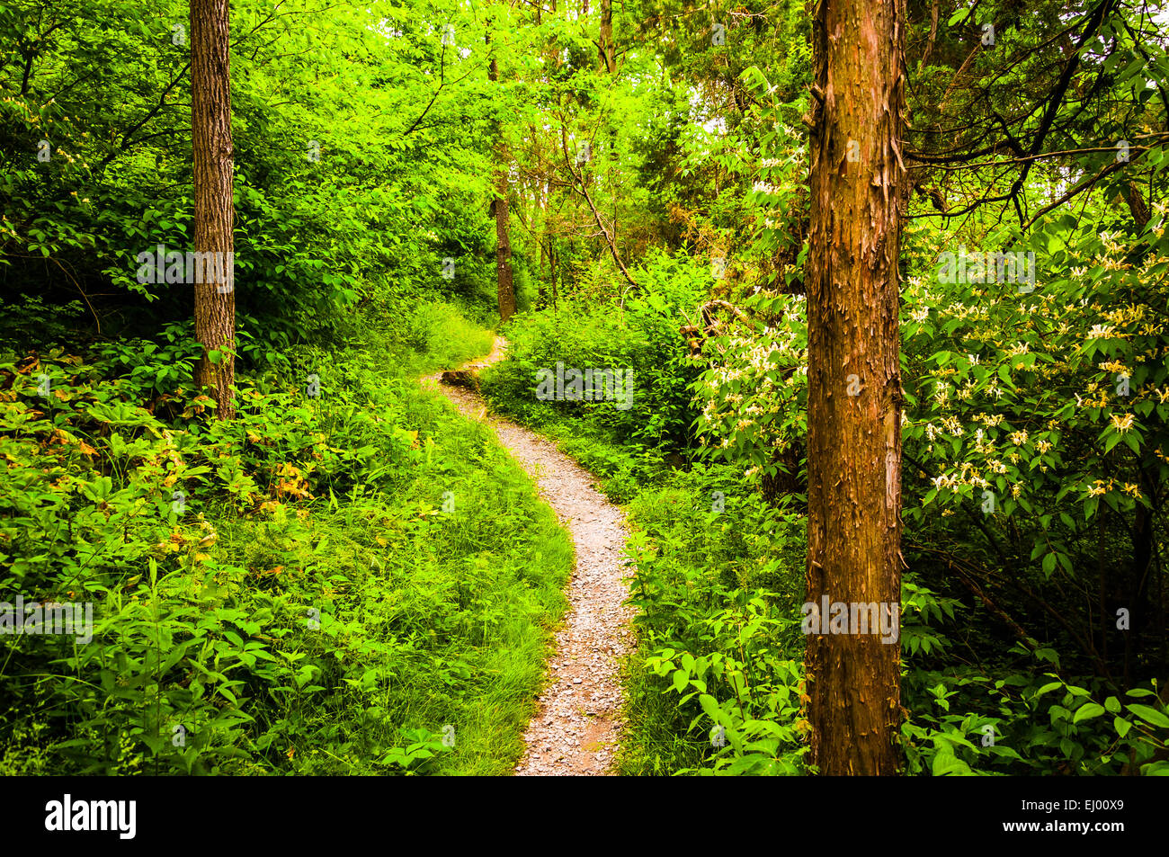 Narrow trail through a lush forest at Codorus State Park, Pennsylvania ...