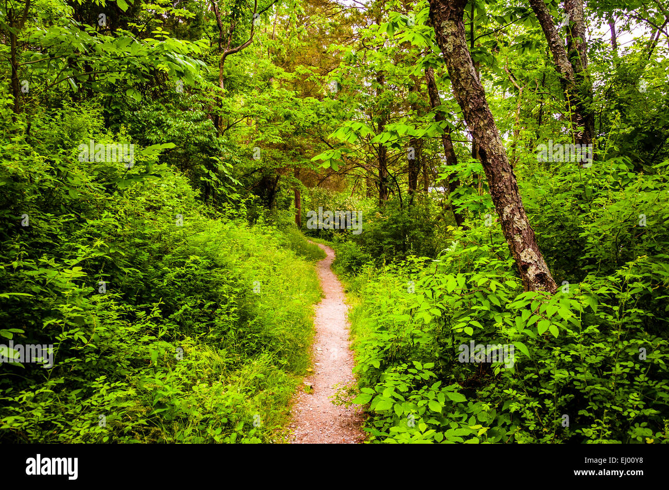 Narrow trail winding through hi-res stock photography and images - Alamy
