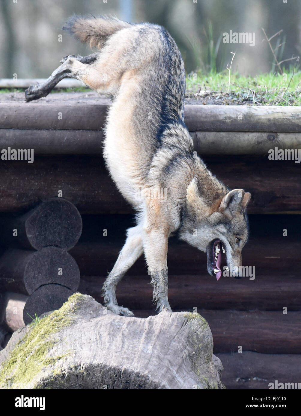 A wolf strolls through the wolf-enclosure at the wildilfe park in ...