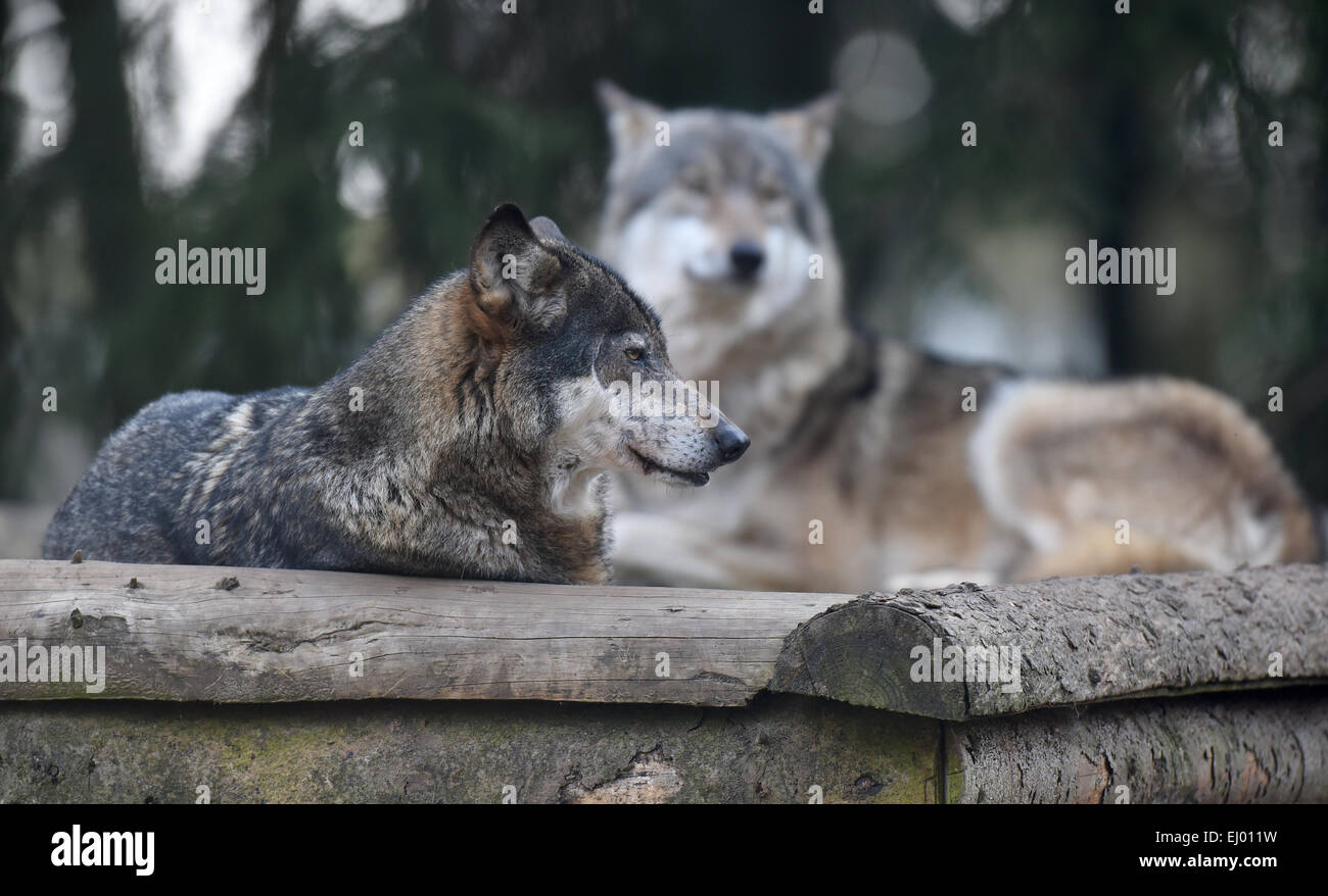 Reintroducing wolves hi-res stock photography and images - Alamy
