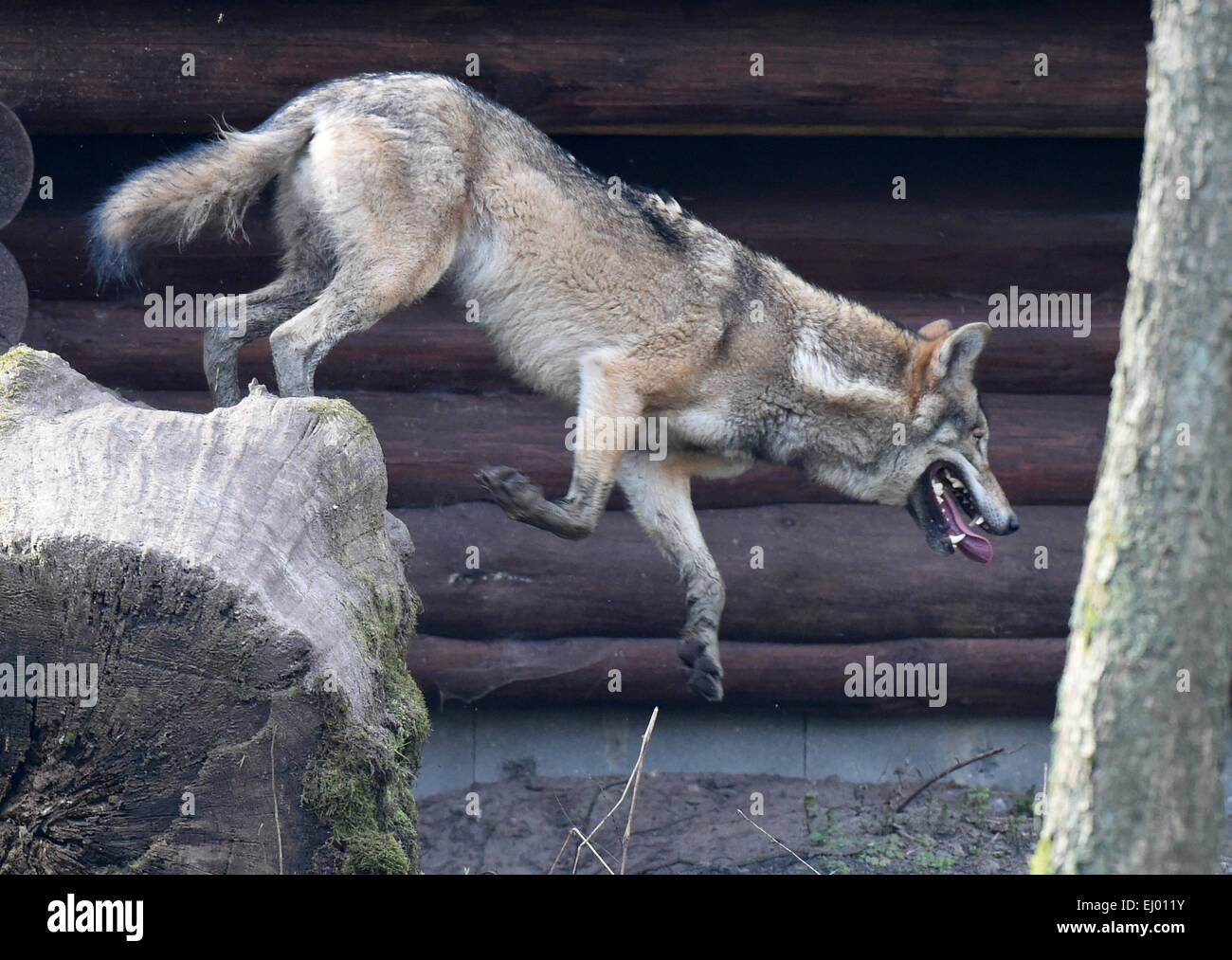 A wolf strolls through the wolf-enclosure at the wildilfe park in ...