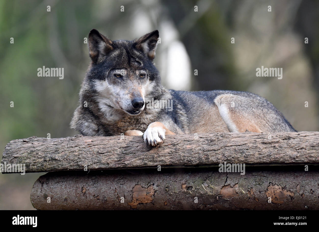 A wolf strolls through the wolf-enclosure at the wildilfe park in ...
