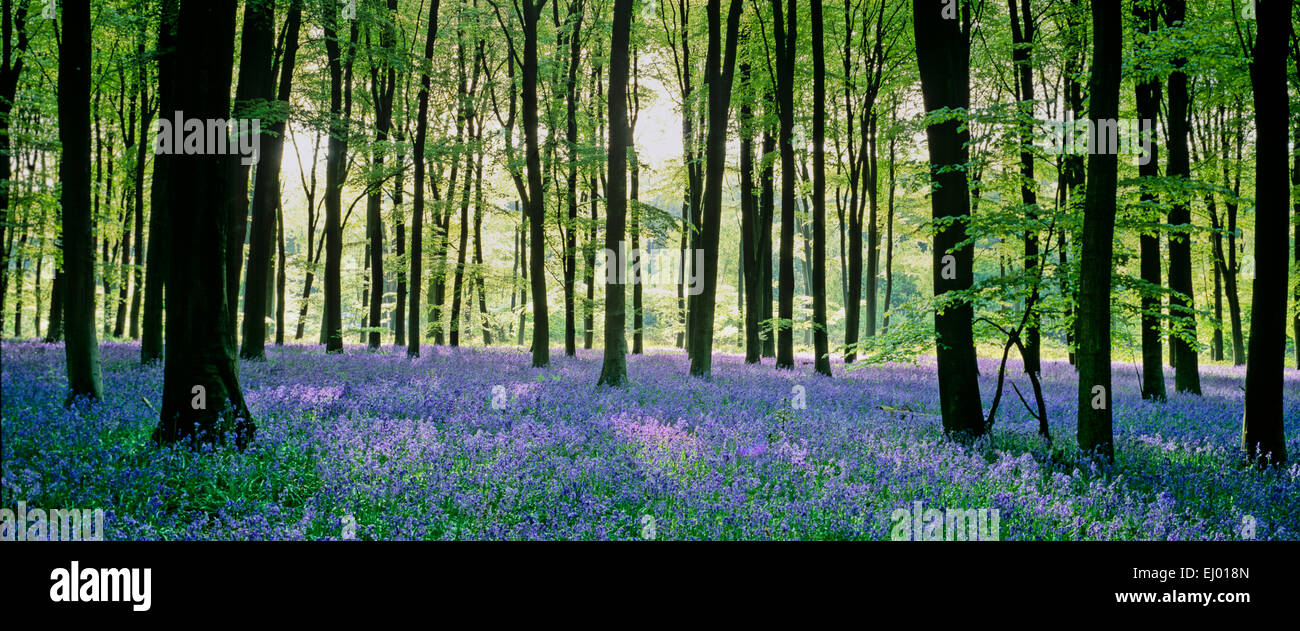 Bluebells and beech trees panorama Stock Photo - Alamy