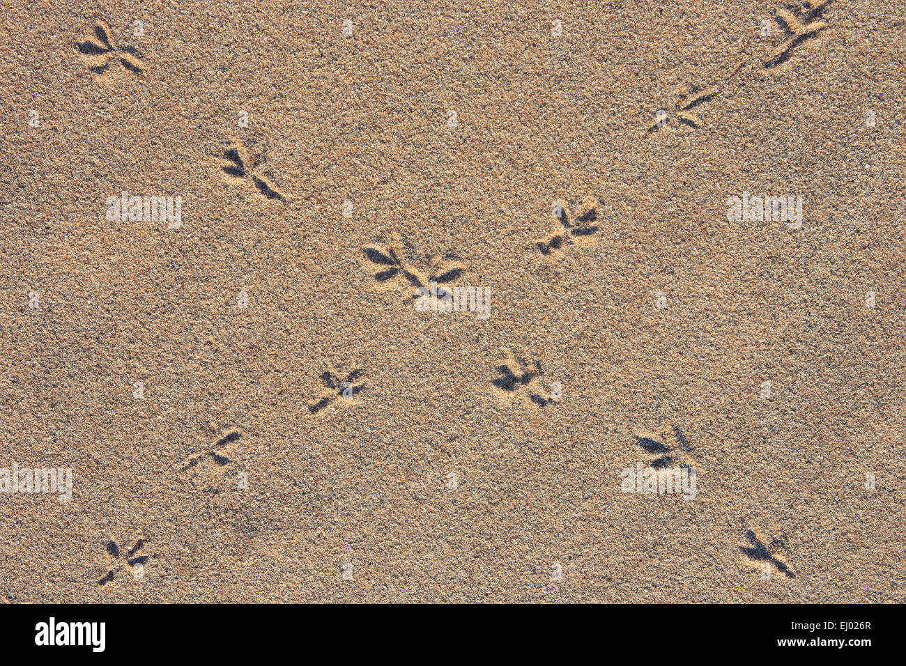 Detail, foot impression, footprints, coast, sea, pattern, concepts ...
