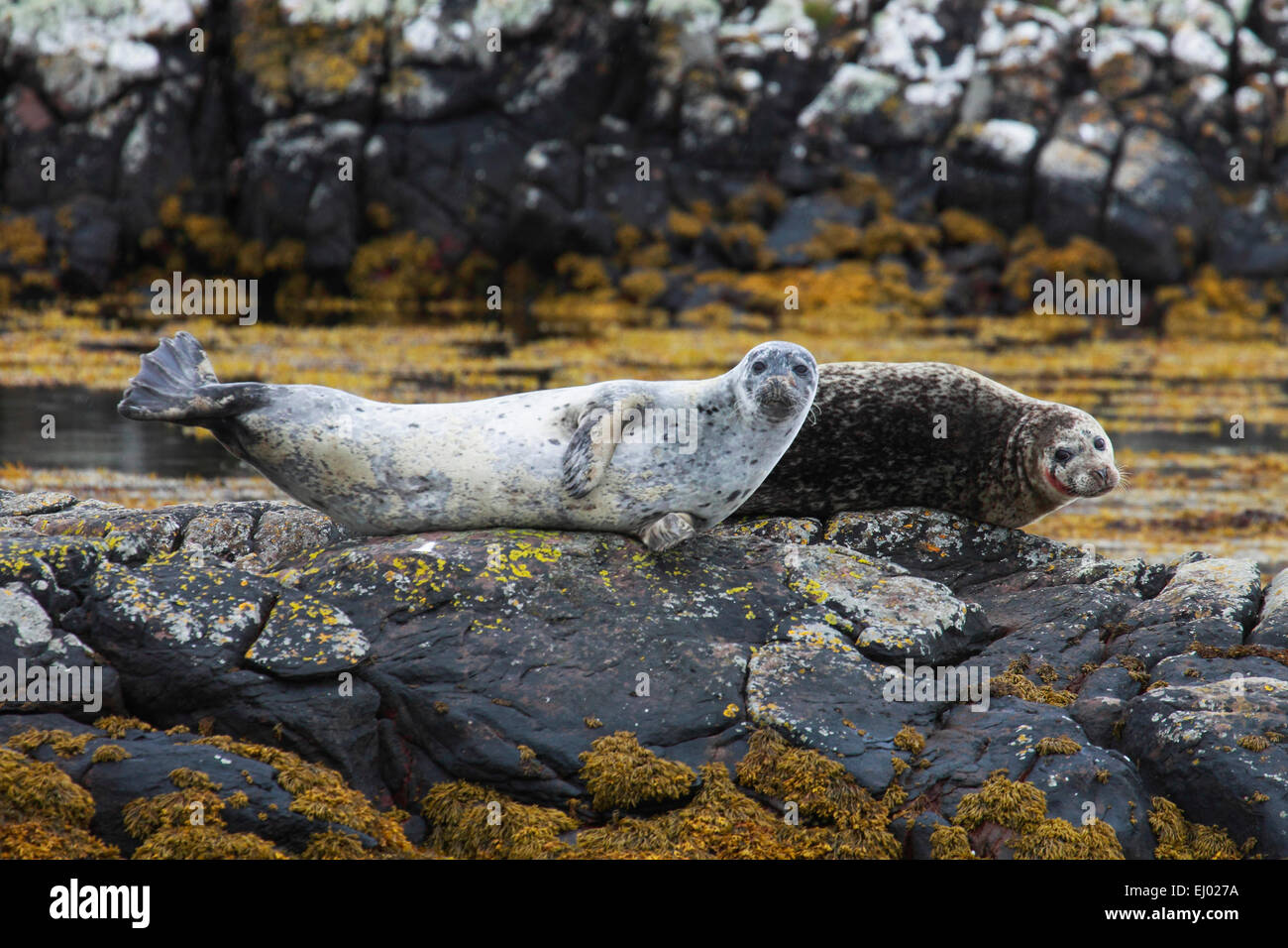England, fauna, Great Britain, Halichoerus grypus, coast, sea, seashore ...