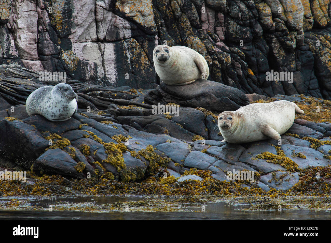 Britain fauna hi-res stock photography and images - Alamy