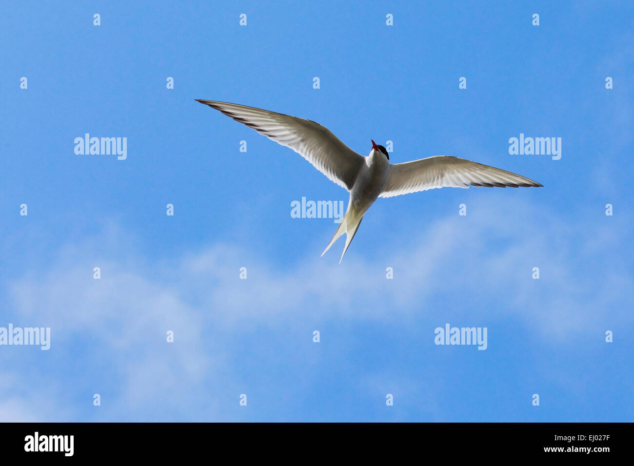 Tern britain hi-res stock photography and images - Alamy