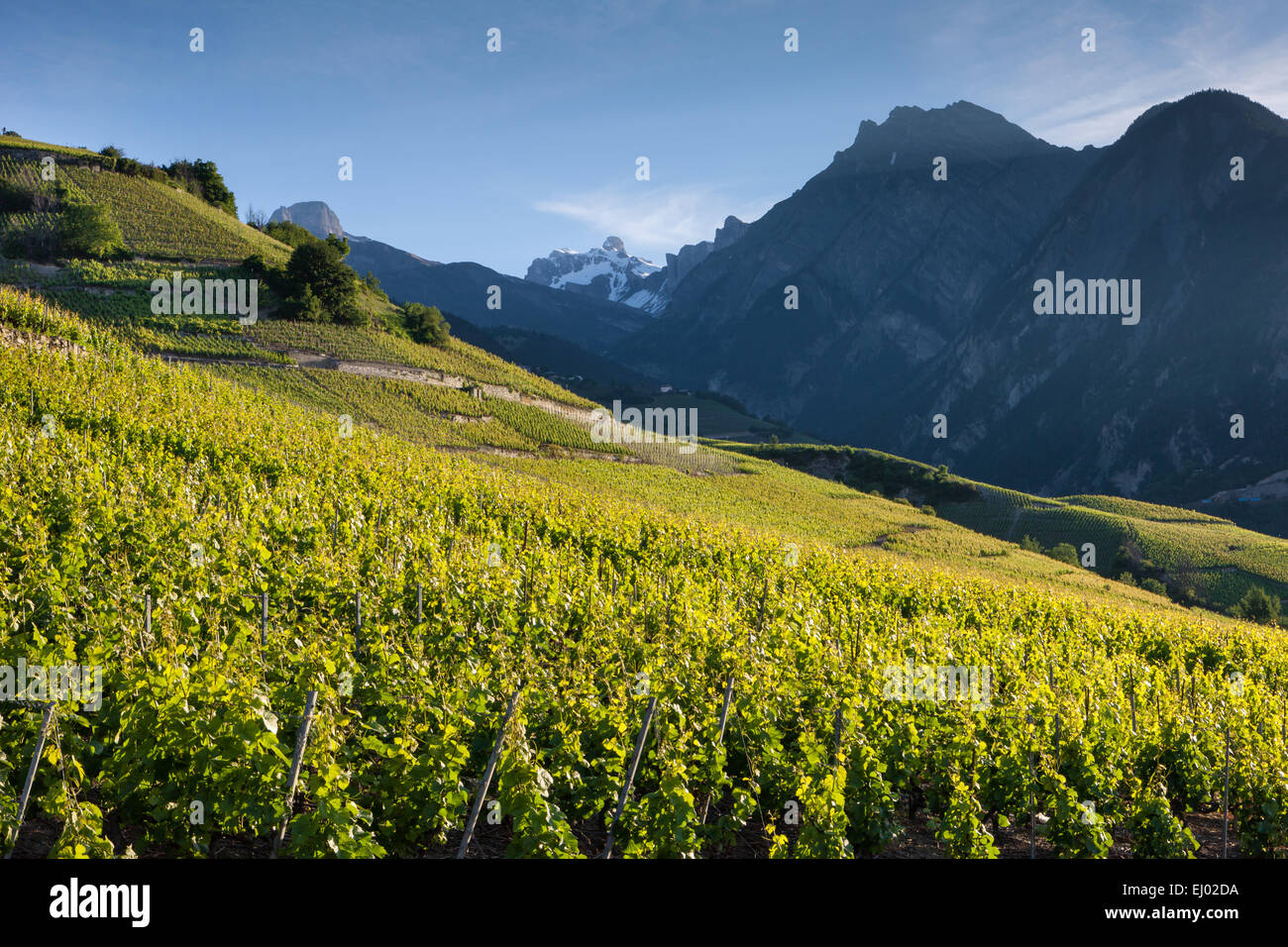 Valais vineyard hi-res stock photography and images - Alamy