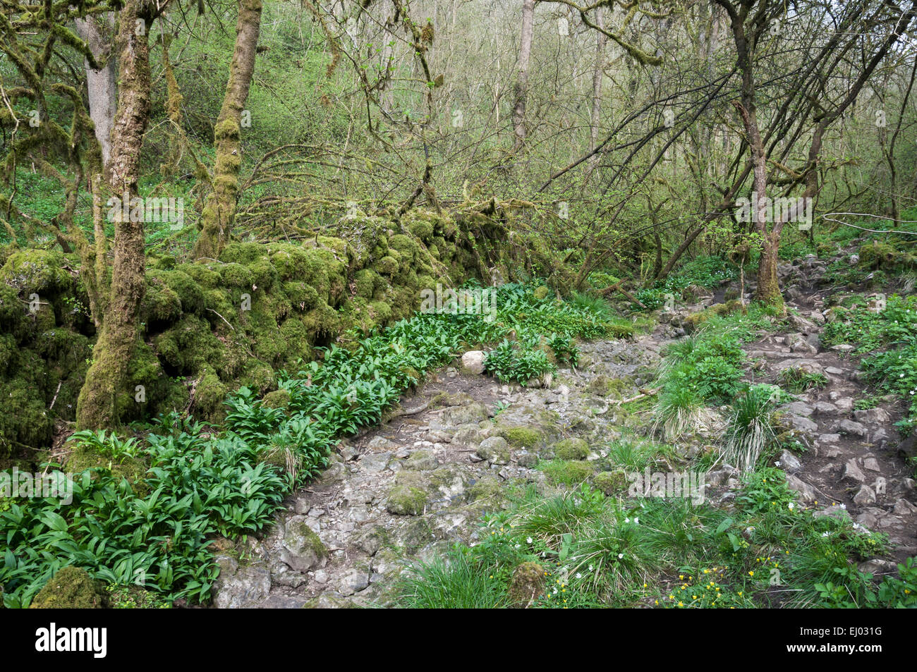 Monks Dale in the Peak District, Derbyshire. New spring greenery in ...