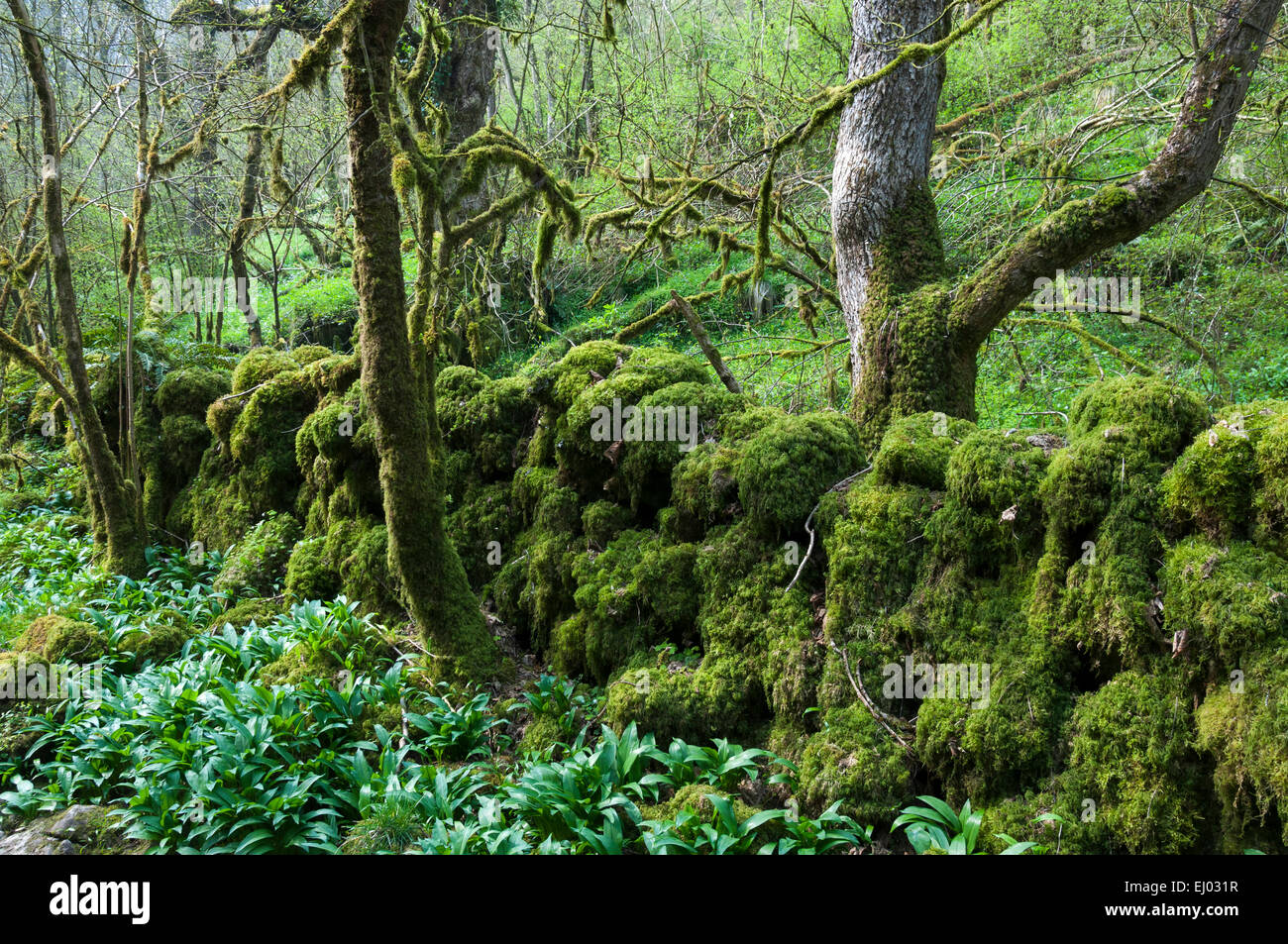 Monks Dale in the Peak District, Derbyshire. New spring greenery in ...
