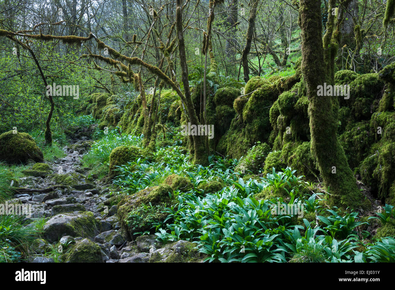 Monks Dale in the Peak District, Derbyshire. New spring greenery in ...