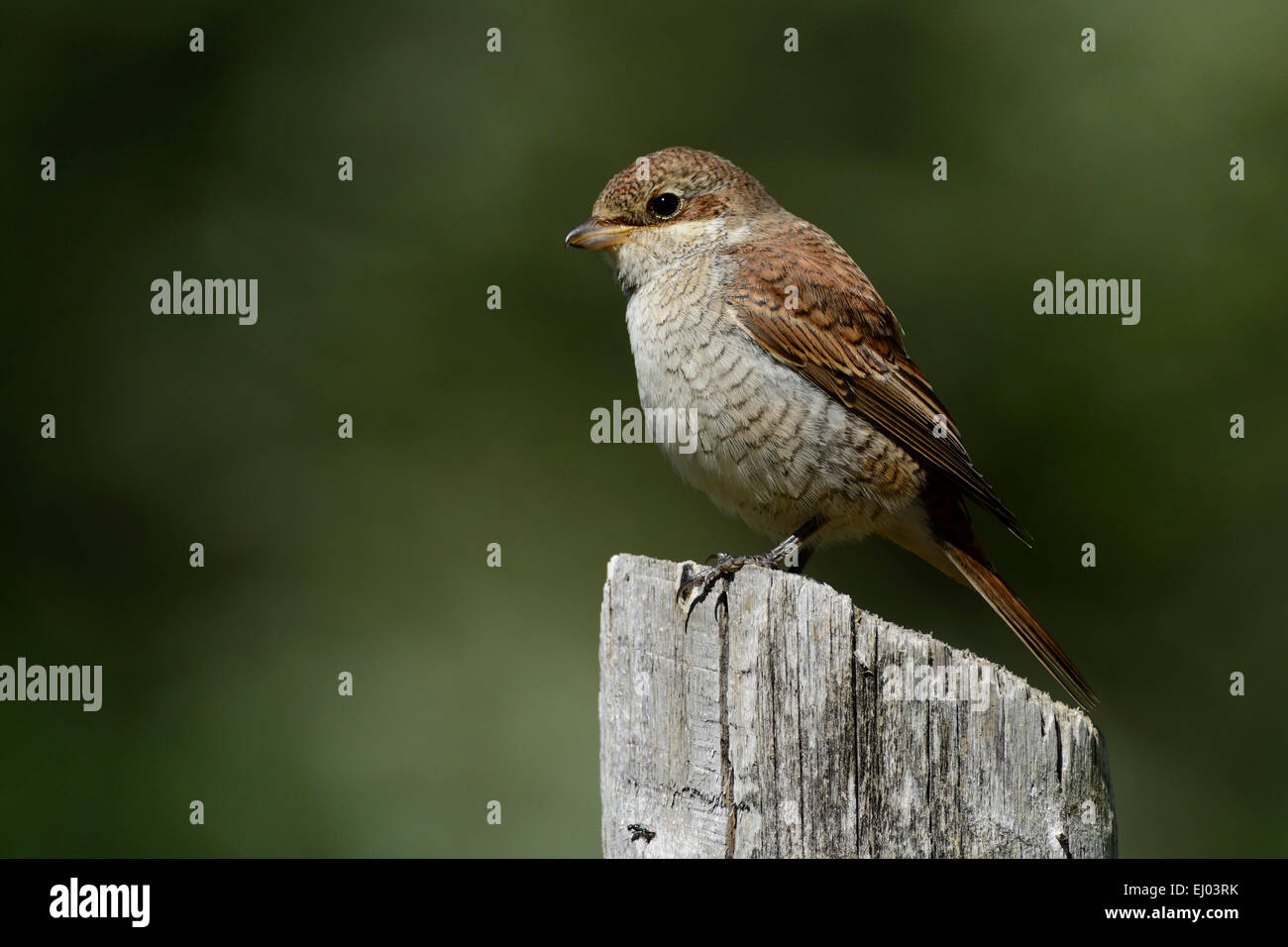 Juvenile Red Backed Shrike High Resolution Stock Photography and Images ...
