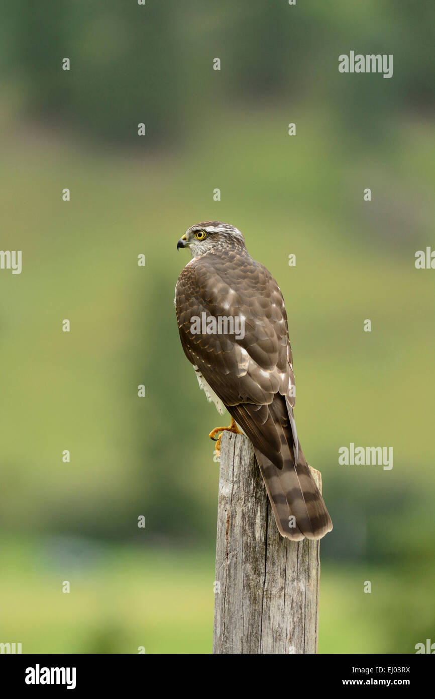 Accipiter hawk hi-res stock photography and images - Alamy