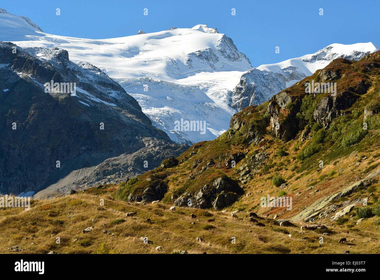 Steingletscher hi-res stock photography and images - Alamy