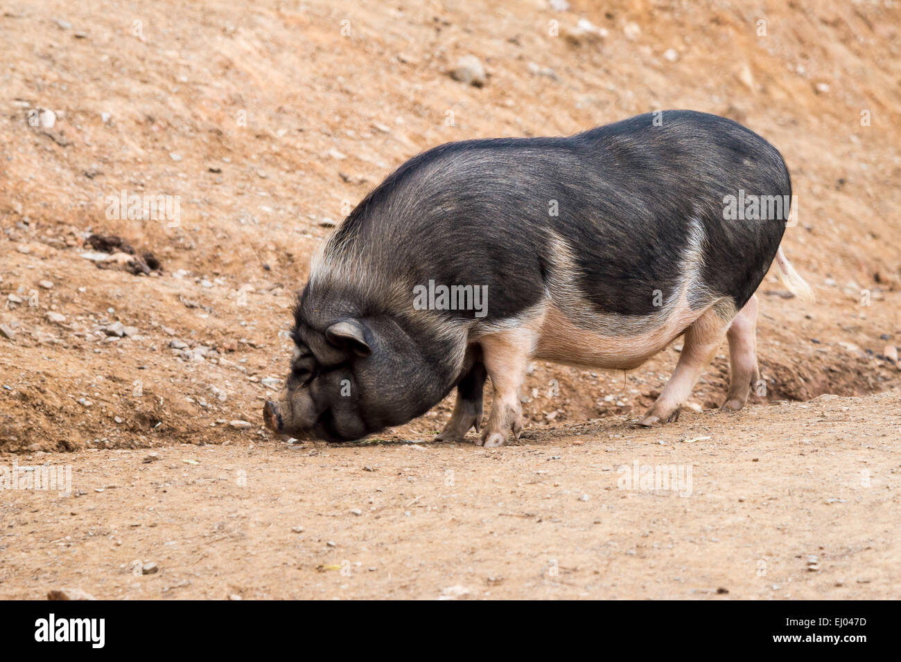 Vietnamese pot belly pig hi-res stock photography and images - Alamy