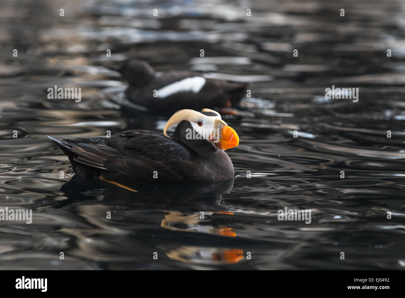 A tufted puffin in Kenai Fjords National Park, Seward, Alaska, United ...