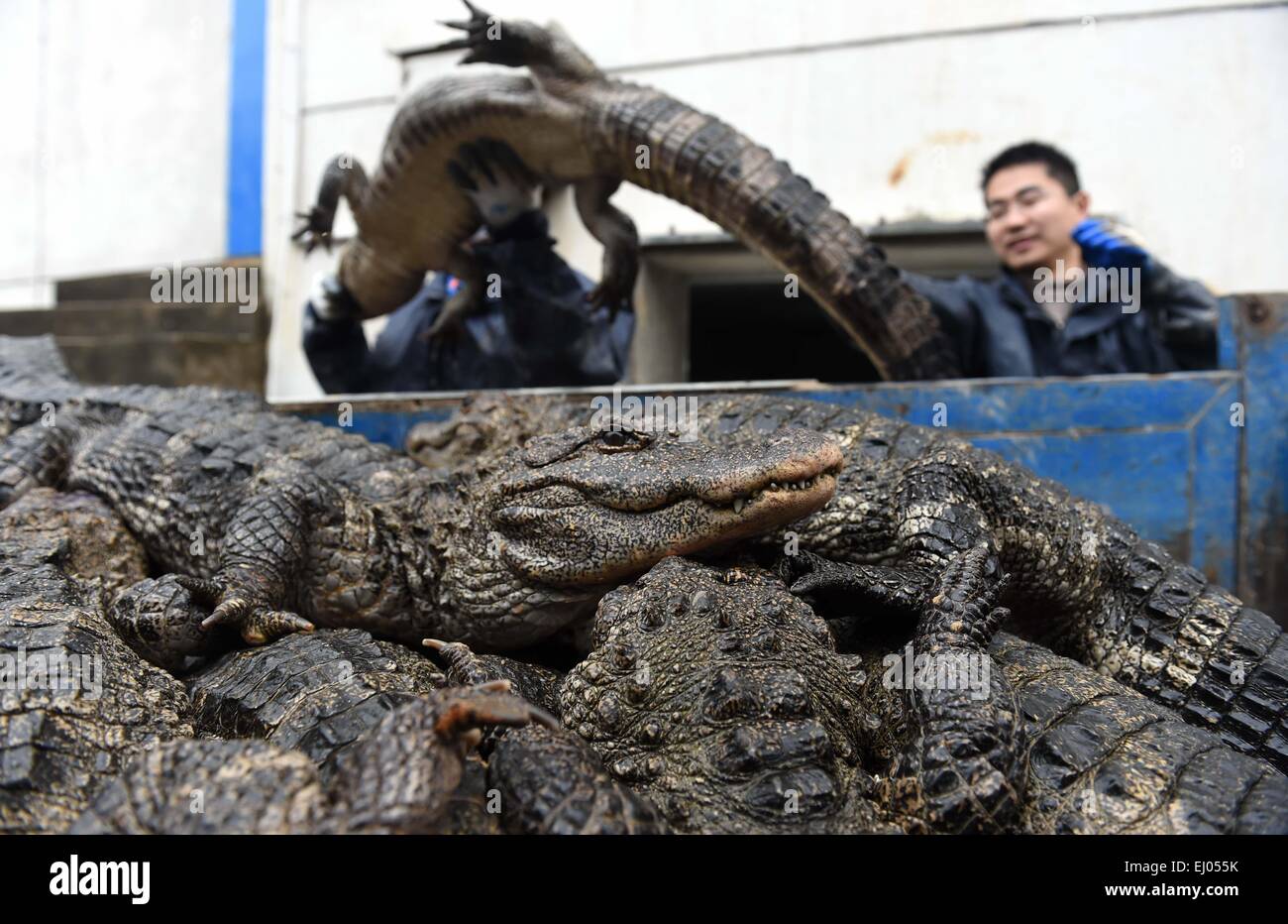 Chinese alligators hi-res stock photography and images - Alamy