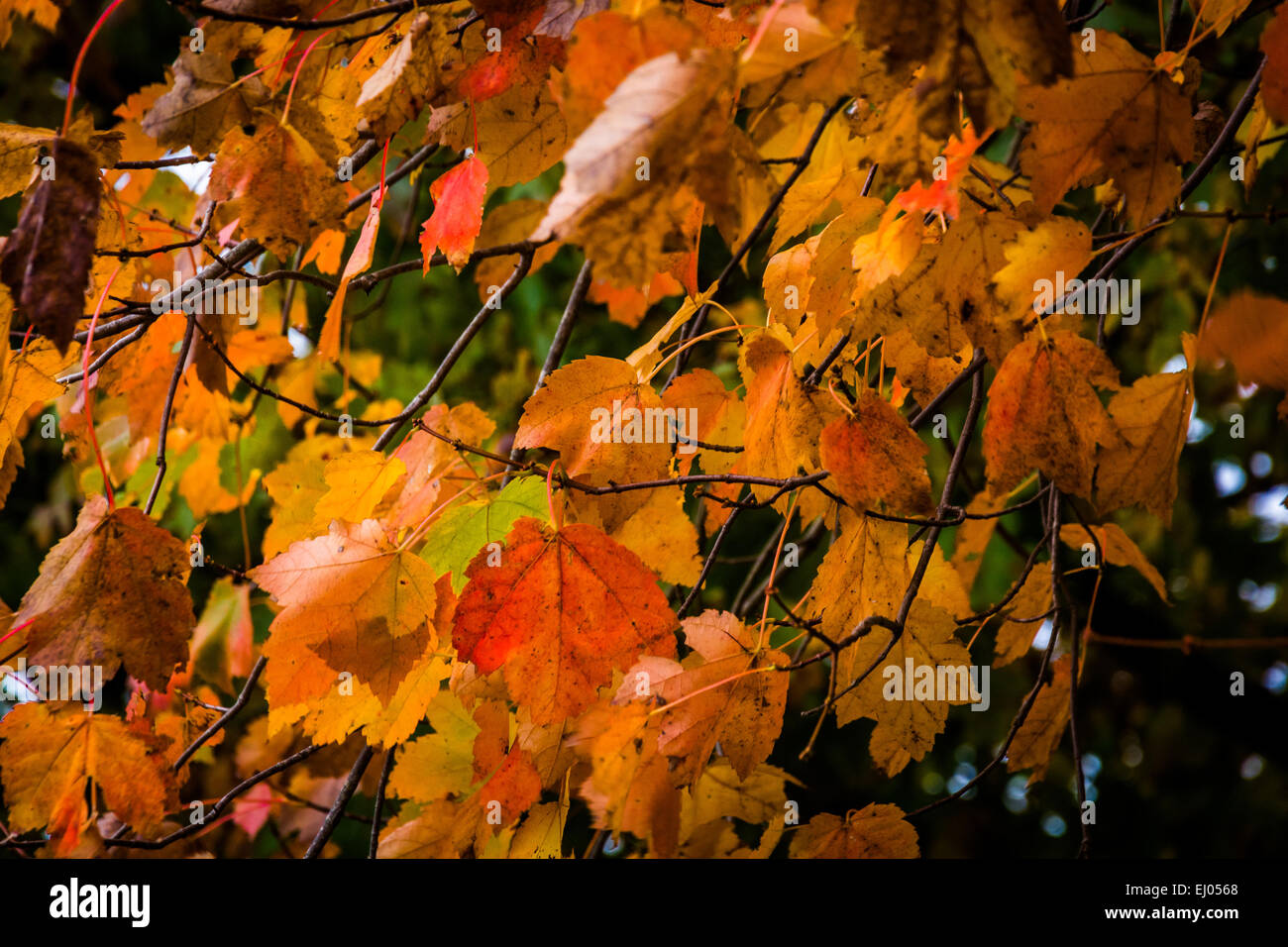 Red and orange autumn leaves on a tree Stock Photo - Alamy