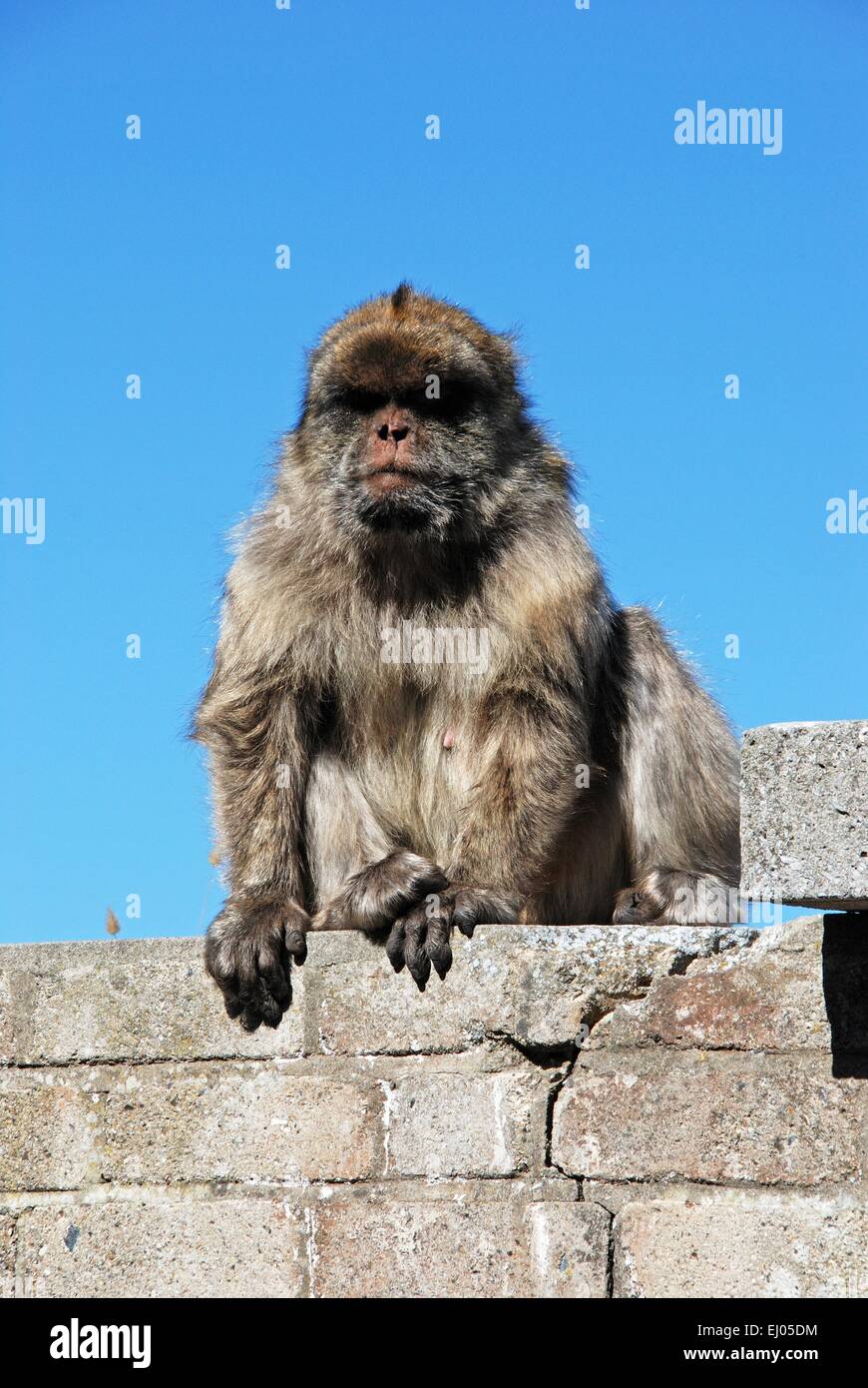 Ape sitting hi-res stock photography and images - Alamy
