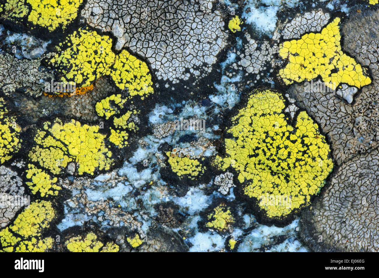 Alps, mountains, Covered, detail, cliff, cliff detail, lichen, lichens ...