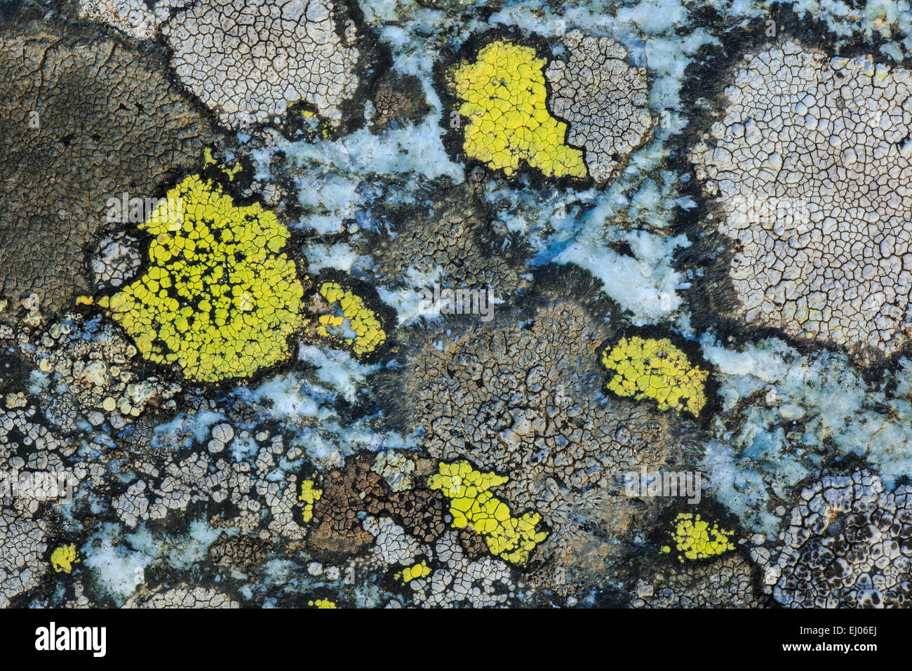Alps, mountains, Covered, detail, cliff, cliff detail, lichen, lichens ...