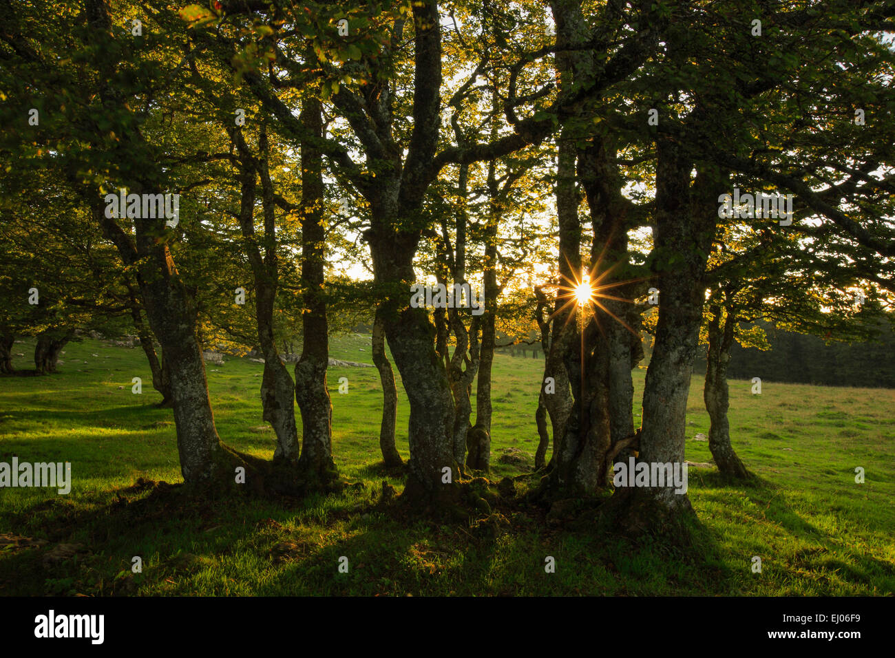 Tree, group of trees, beech, beeches, trees, back light, sky, Jura ...