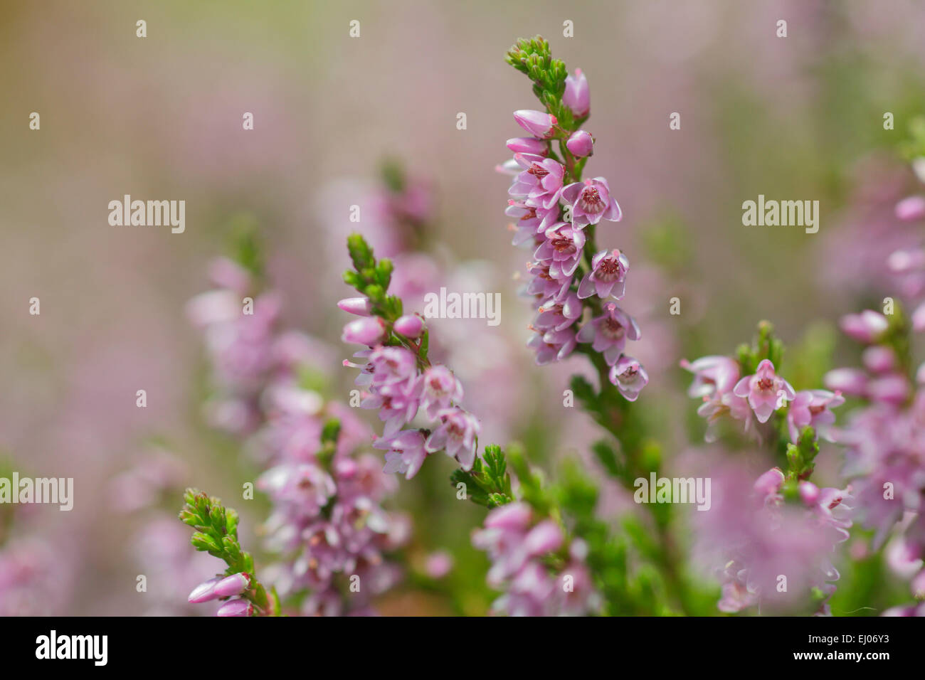 Moor flower hi-res stock photography and images - Alamy