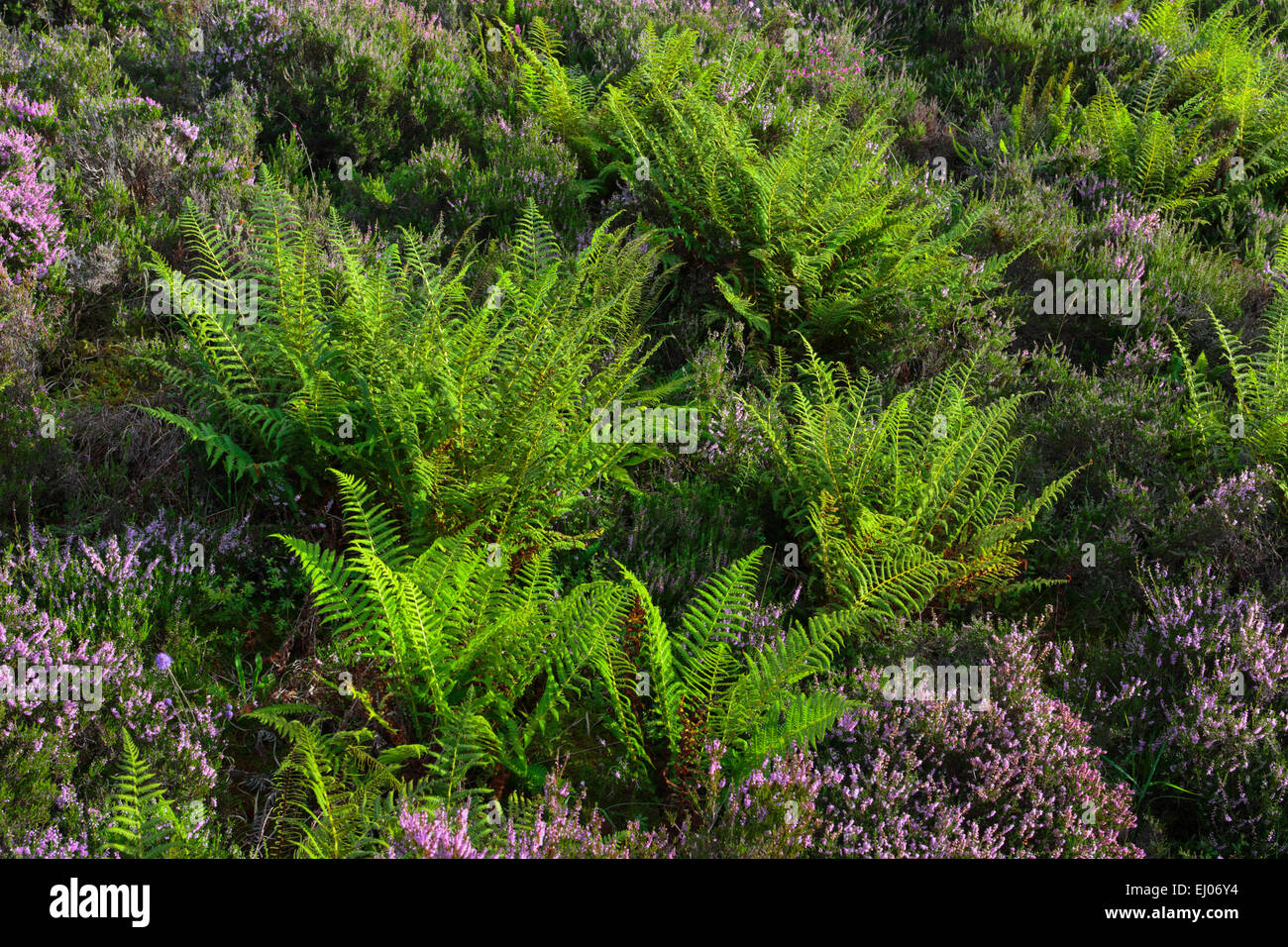 Flower, detail, Erica, Erika, fern, plant, Great Britain, Heather, moor ...