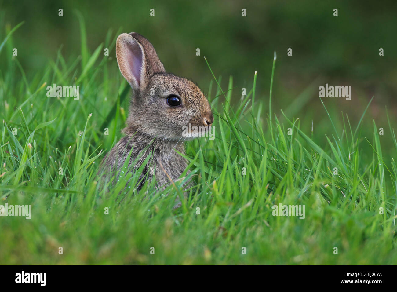 Rabbit ear hi-res stock photography and images - Alamy