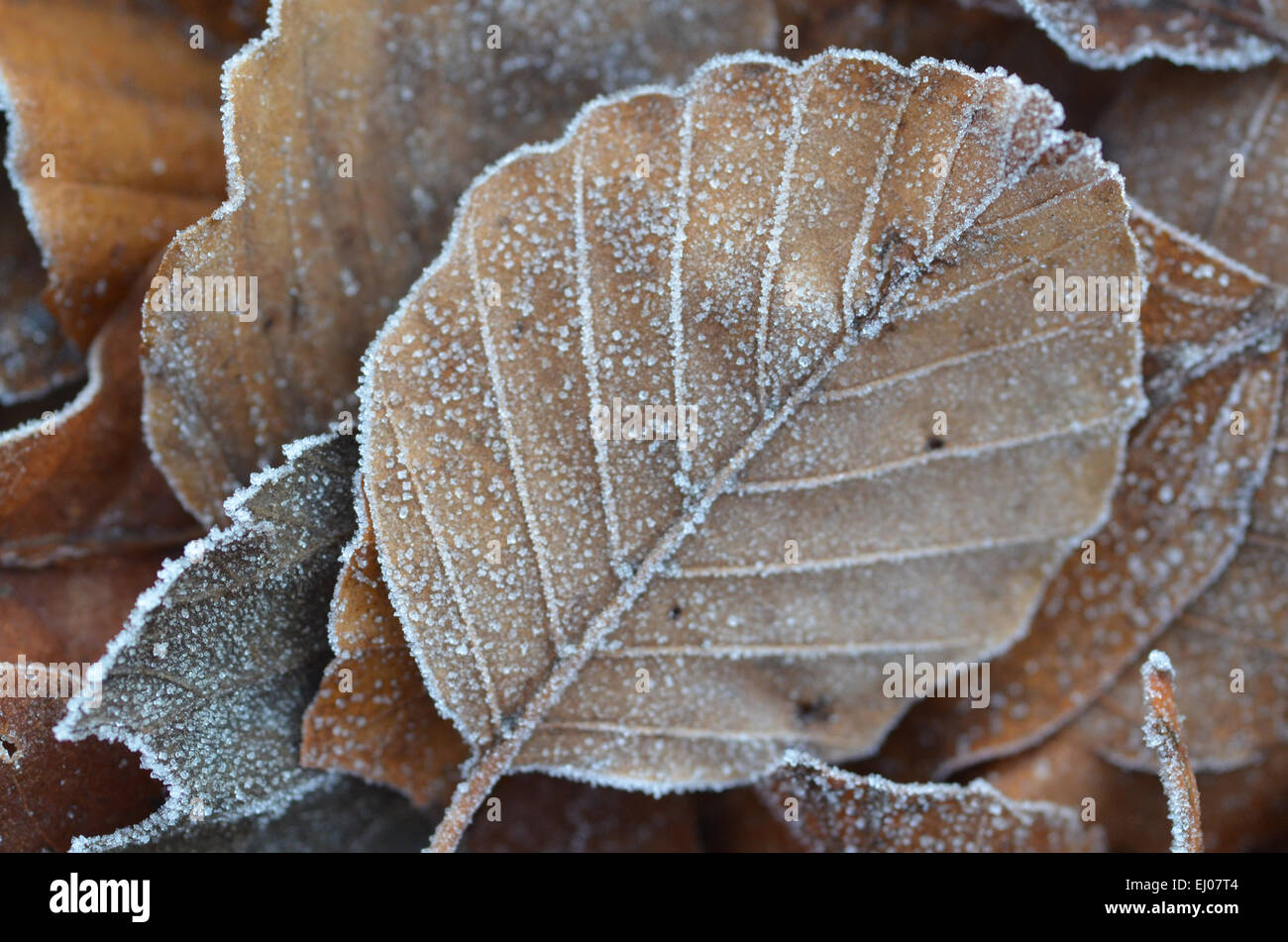 Switzerland, Europe, leaf, beech, frost, winter, ground, bottom Stock ...