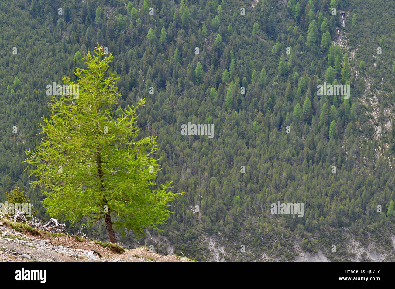 Switzerland, Europe, Graubünden, Grisons, national park, Engadine ...