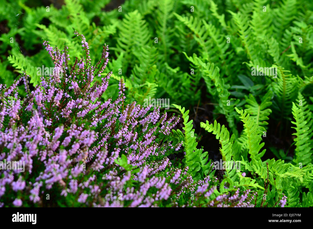 Switzerland, Europe, Graubünden, Grisons, broom moor, Calluna vulgaris ...