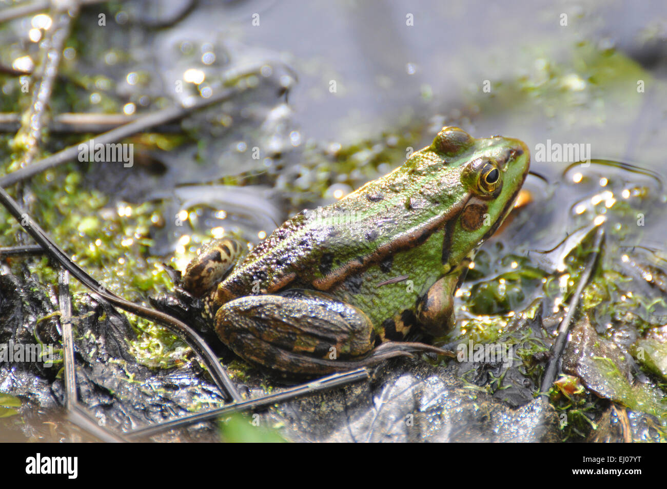Frog europe hi-res stock photography and images - Alamy