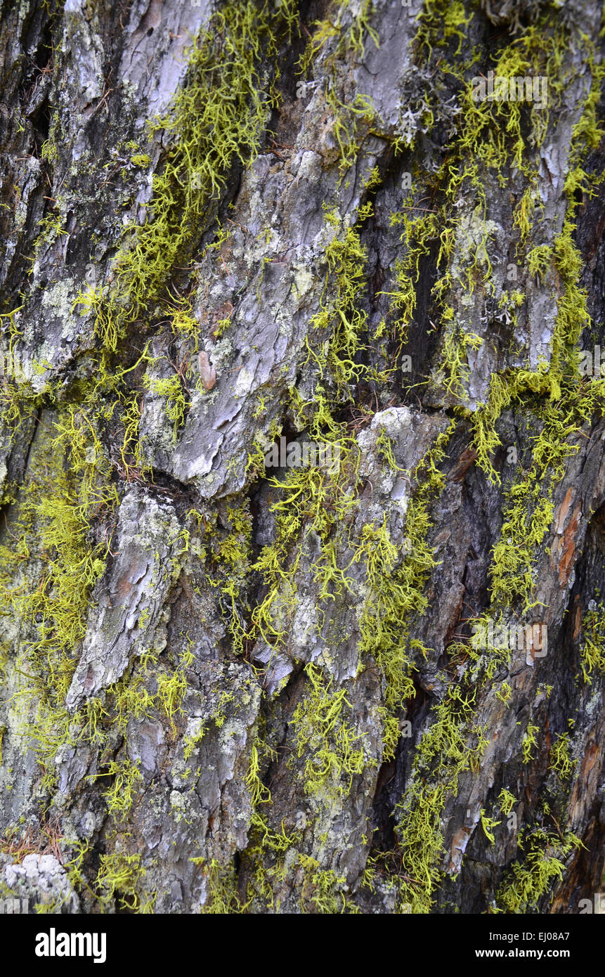 Europe tree bark hi-res stock photography and images - Alamy