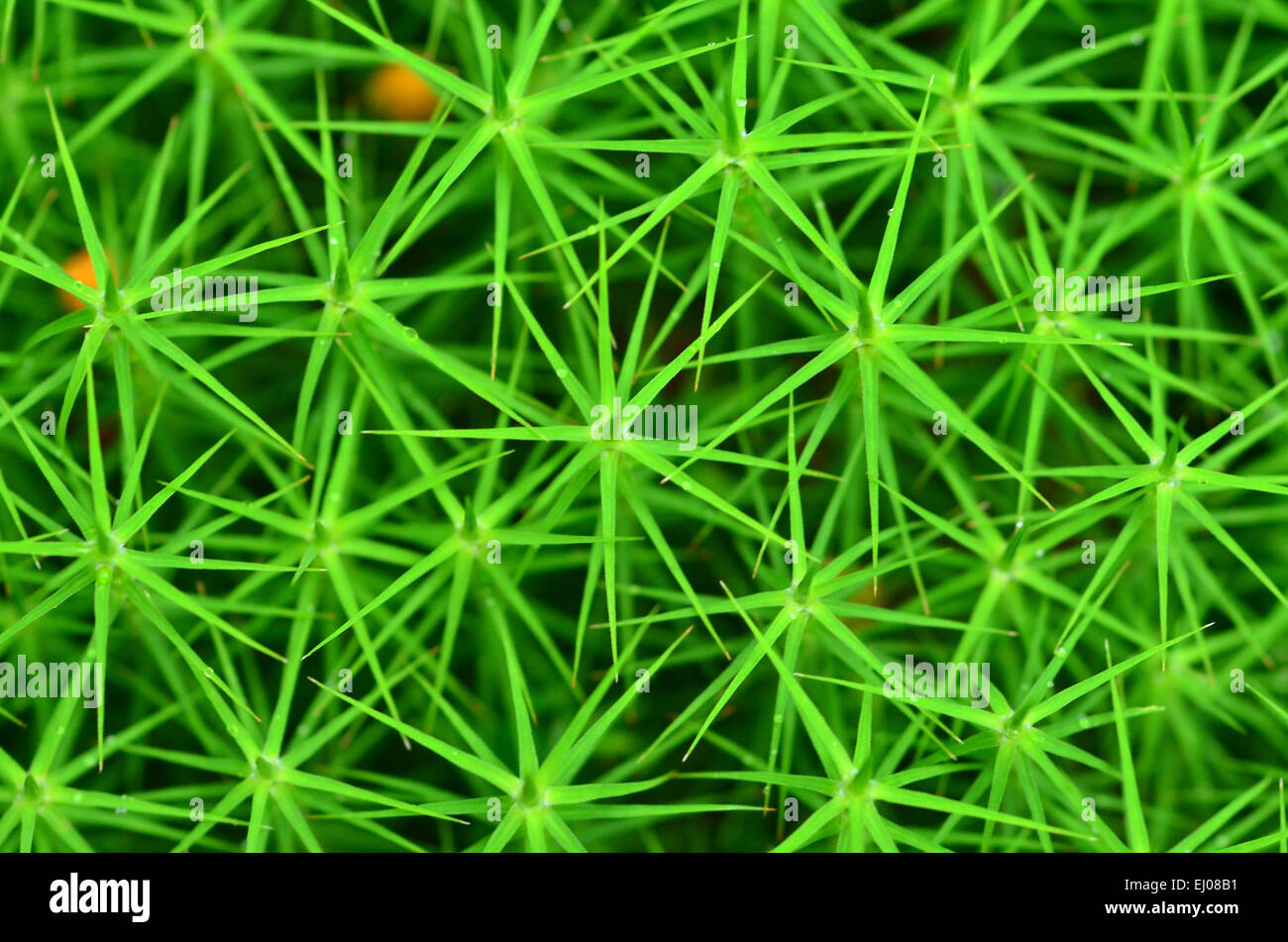 Moss europe hi-res stock photography and images - Alamy