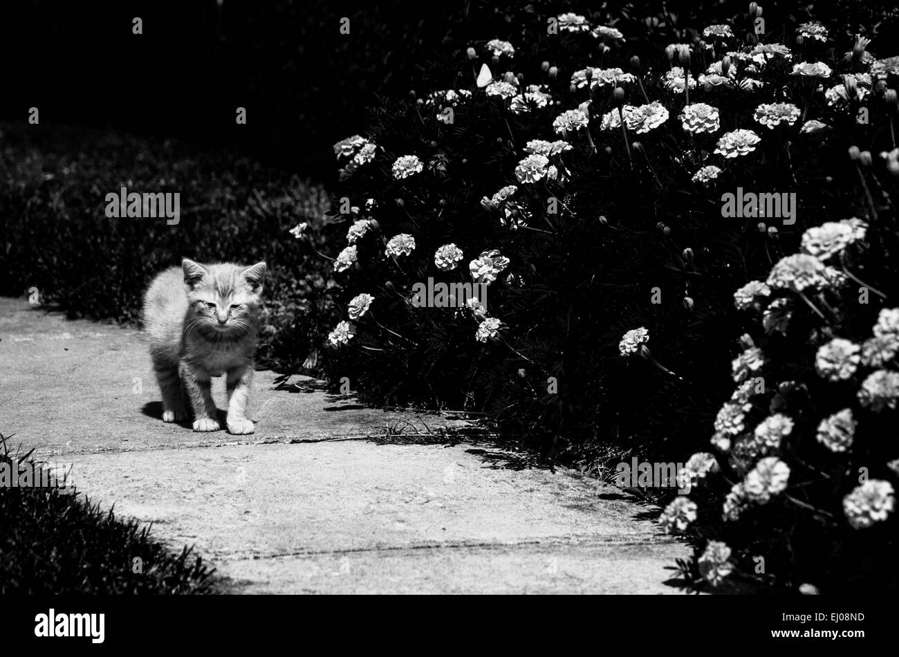 Small kitten walking along garden path Stock Photo - Alamy