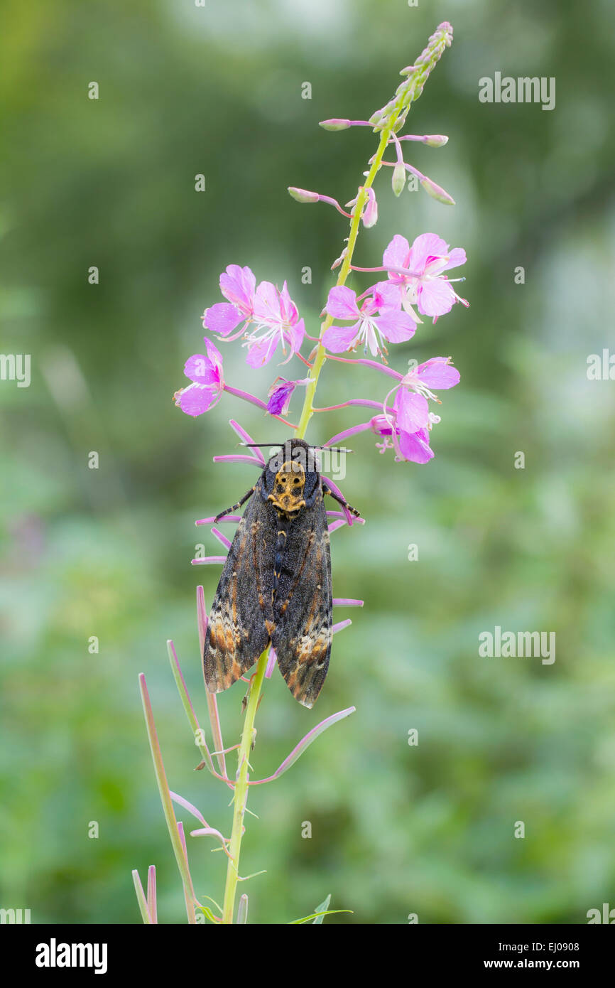 Animal, Butterfly, Insect, Moth, Hawk-Moth, Switzerland, Caterpillar ...