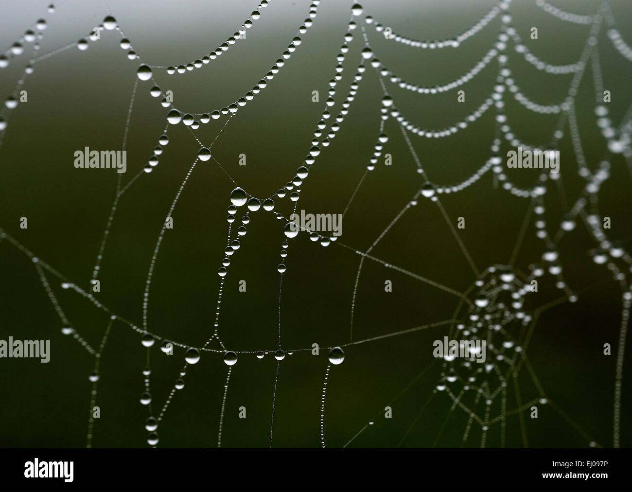 Water, dew, nature, spider net, dewdrop, net, structure, humidity ...