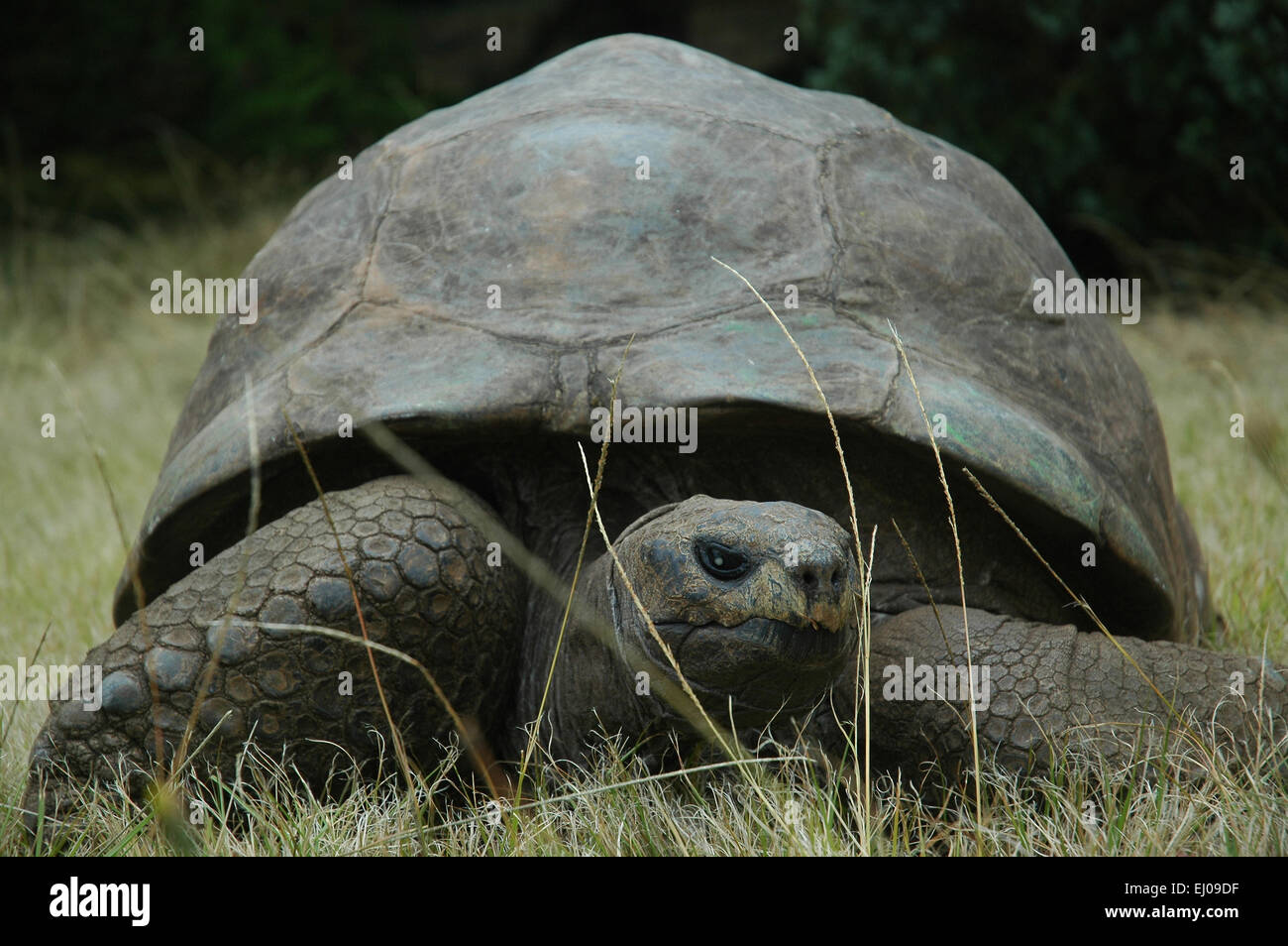 St. Helena, United Kingdom, UK, south Atlantic, island, isle, turtle ...