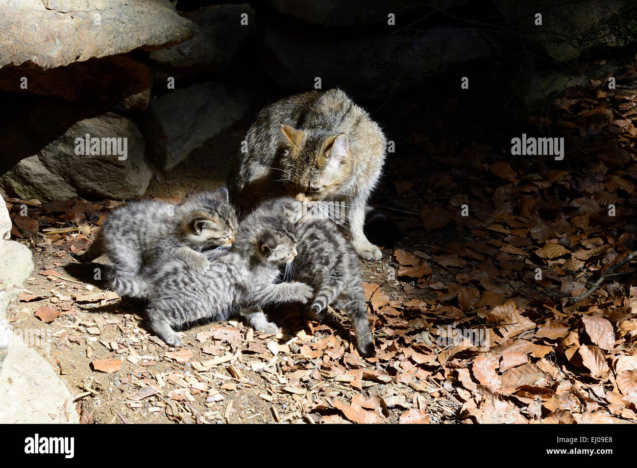 Wildcat, animal, Germany, Europe, predatory game, predator, predators ...