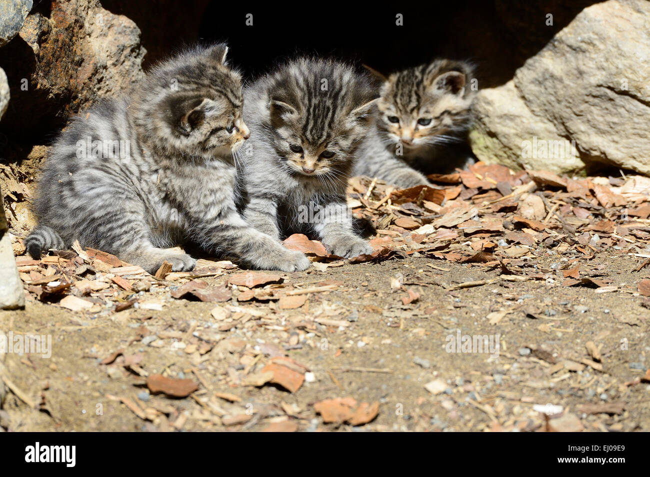 Wildcat, animal, Germany, Europe, predatory game, predator, predators ...