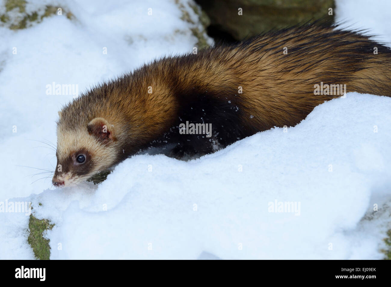 Nocturnal predator hi-res stock photography and images - Alamy