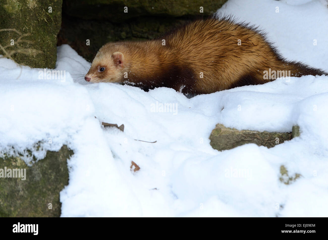 European Polecat Winter Stock Photos & European Polecat Winter Stock ...