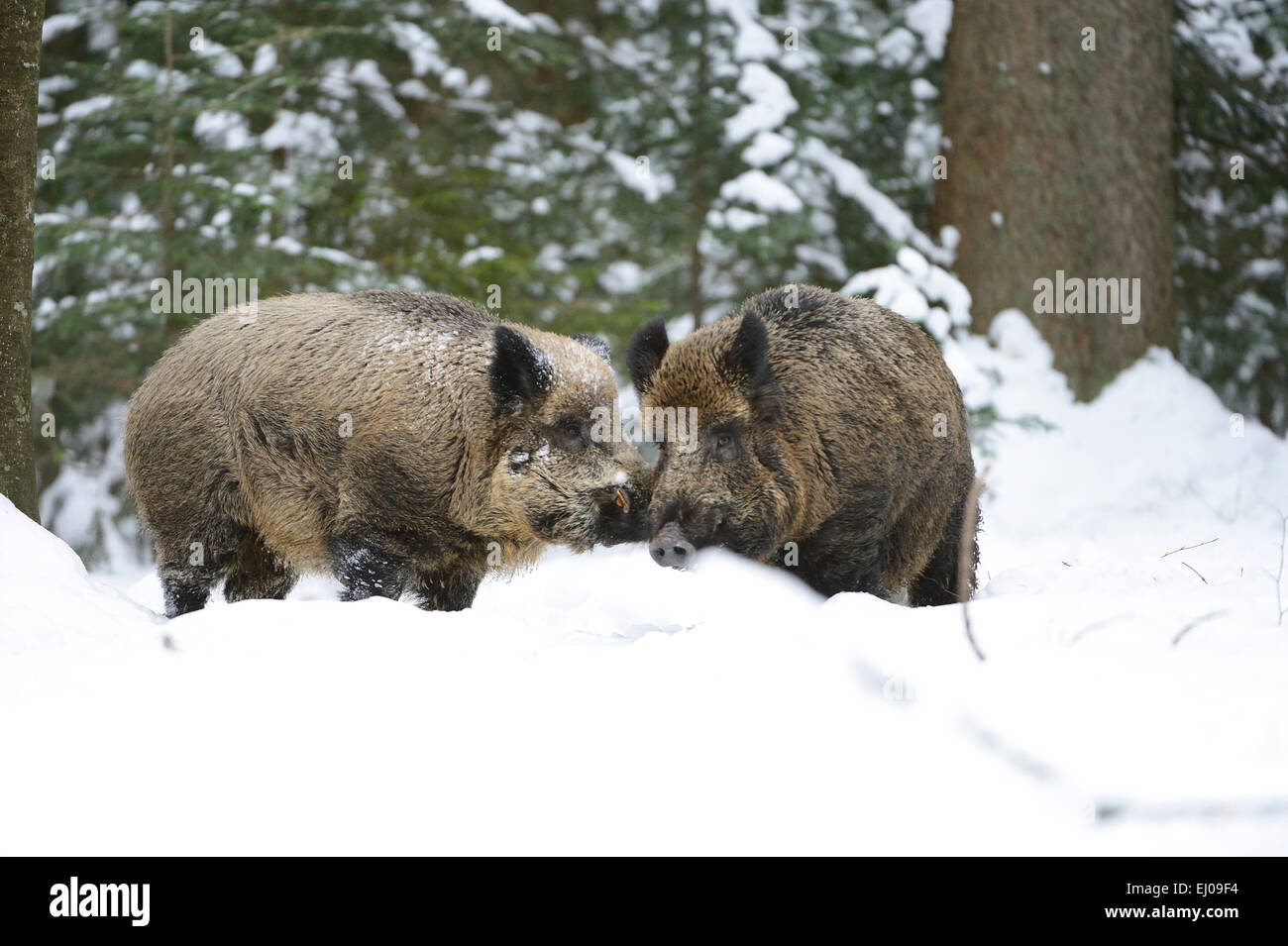 Wild boar, animal, Germany, Europe, Sus scrofa scrofa, sow, wild boars ...
