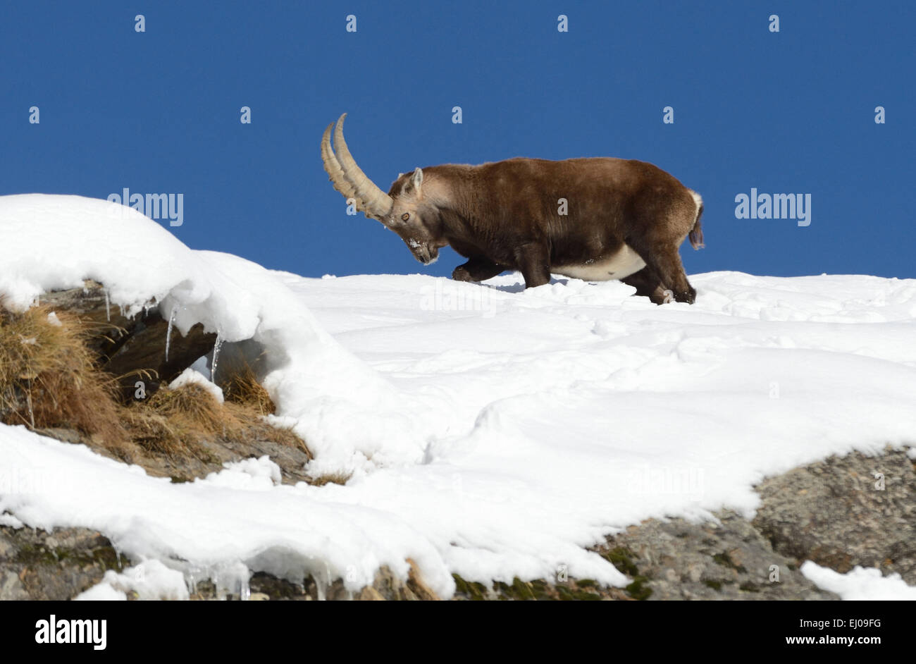 Capricorn, Ibex, animal, Germany, Europe, mountain nanny goat, cloven ...
