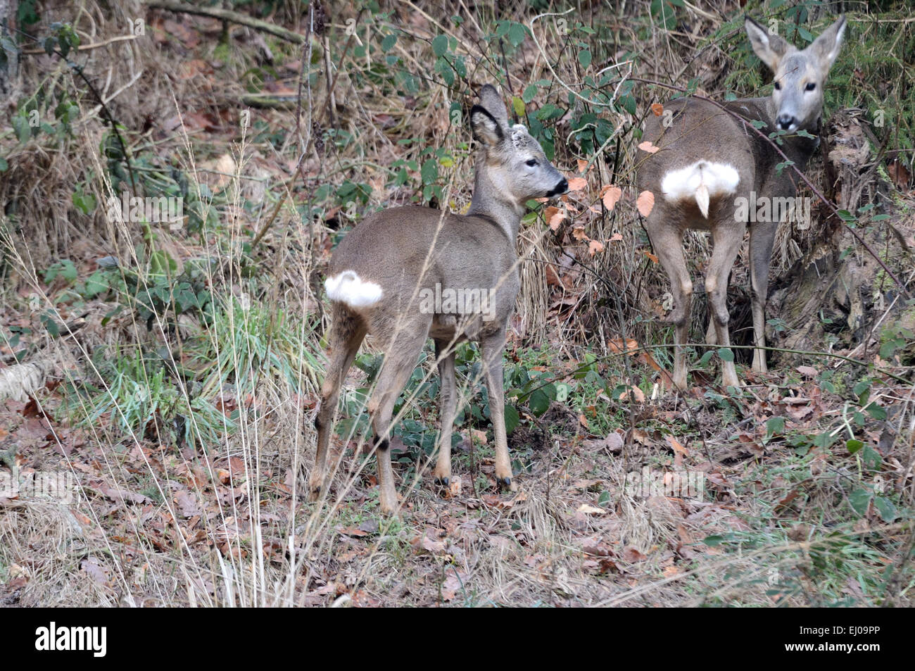 Roe deer, Capreolus capreolus, roe deer, cloven-hoofed animals ...