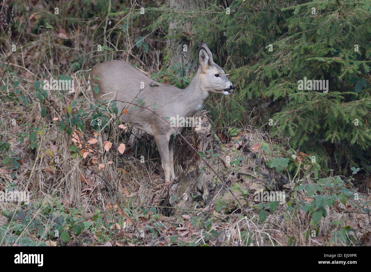 Roe deer, Capreolus capreolus, roe deer, cloven-hoofed animals ...