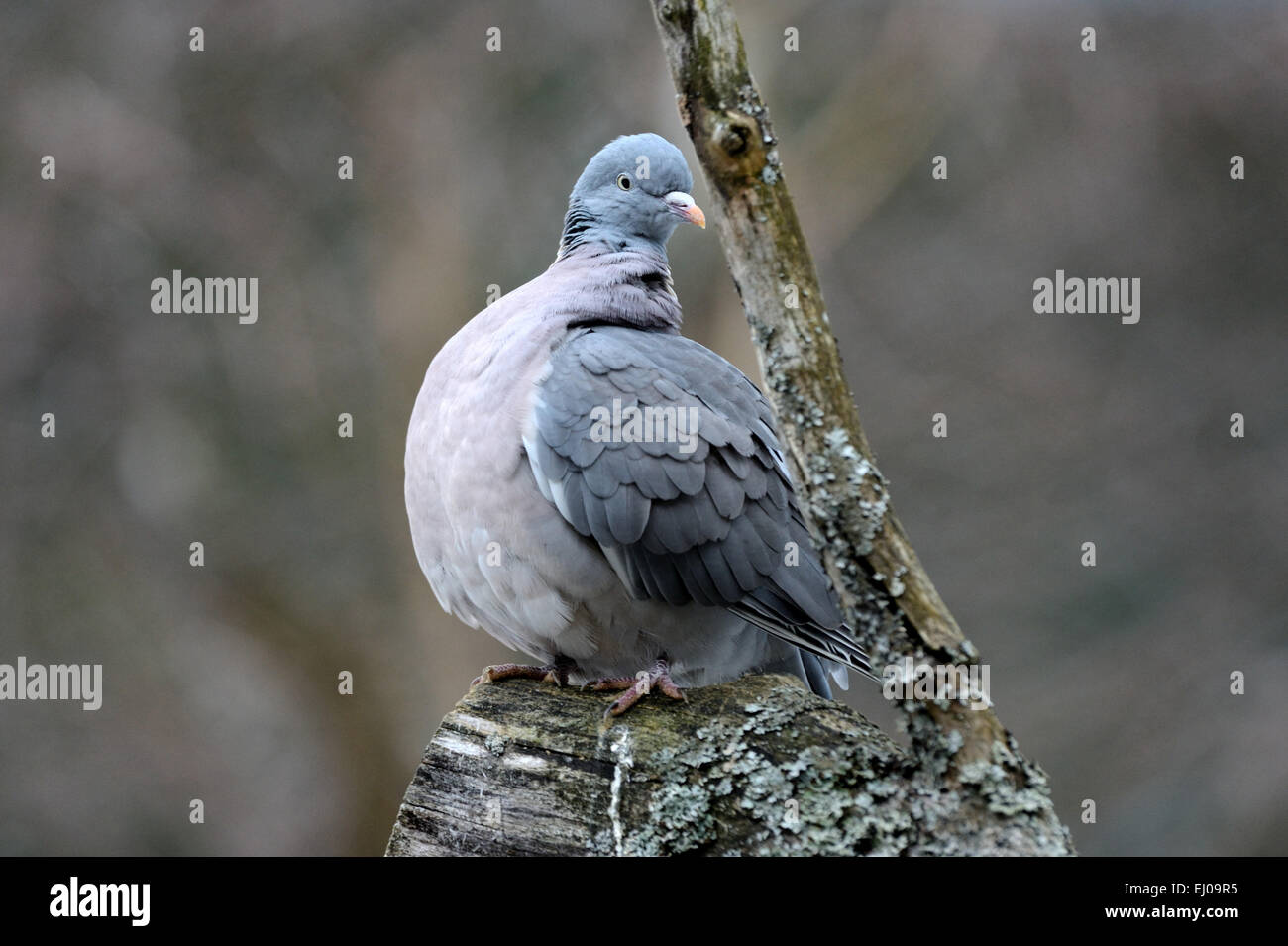 Ringlet pigeon, Columba palumbus, pigeon, pigeons, field pigeon, field ...